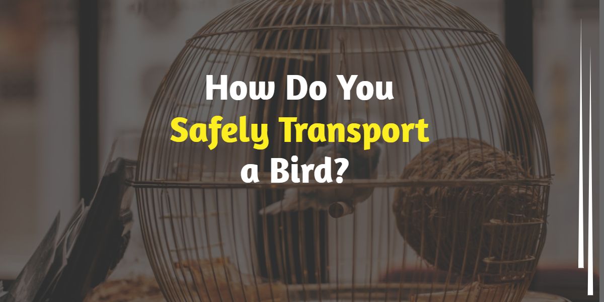 How Do You Safely Transport a Bird – Camoguys