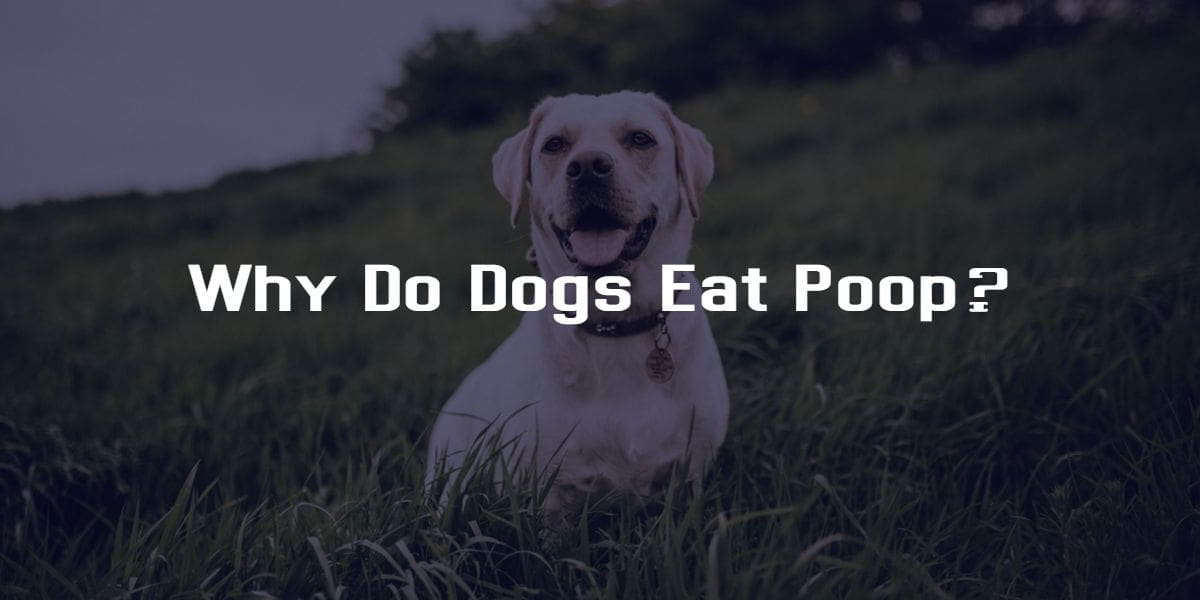 Why Do Dogs Eat Poop – Camoguys