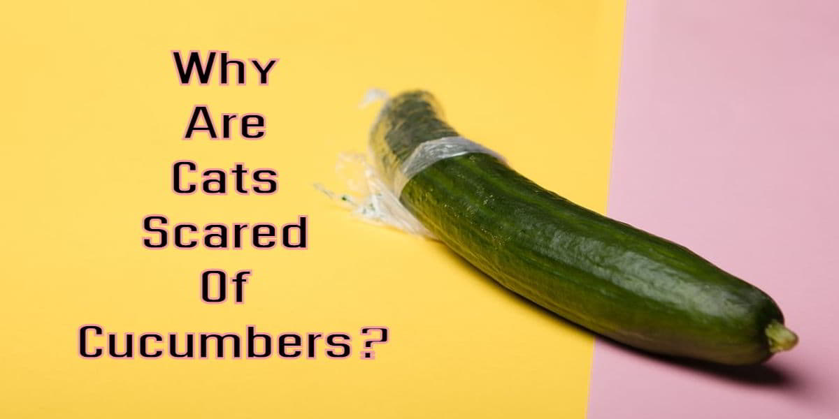 Why are cats scared of cucumbers – Camoguys