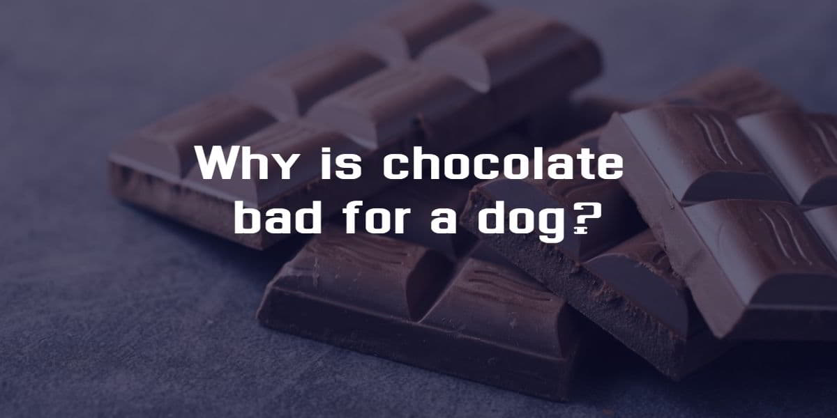 Why is chocolate bad for a dog – Camoguys